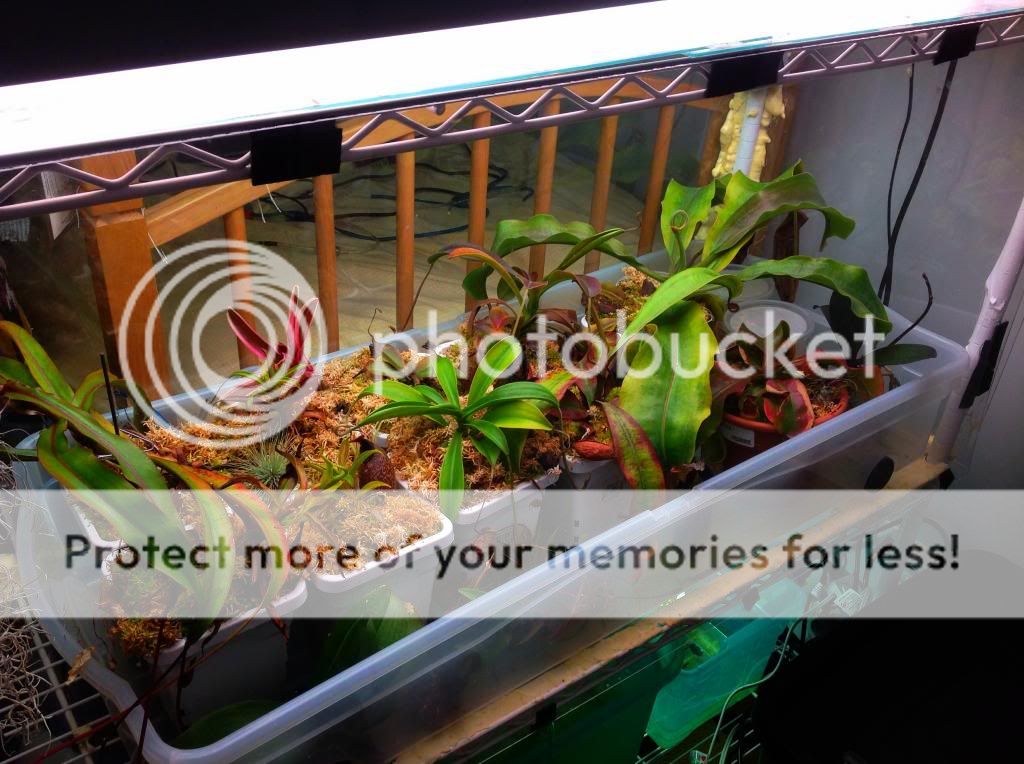 The Average 16-Year-Old's Room - FlyTrapCare Forums